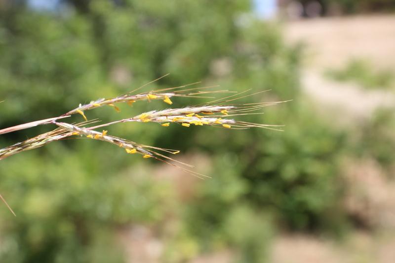 Photo of the bloom of Common Thatching Grass (Hyparrhenia hirta) posted ...
