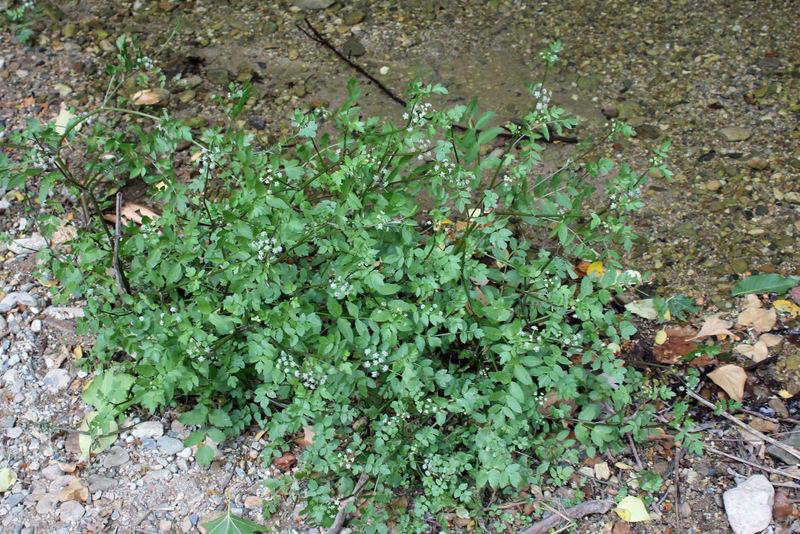 Photo of the entire plant of Helosciadium nodiflorum subsp. nodiflorum ...