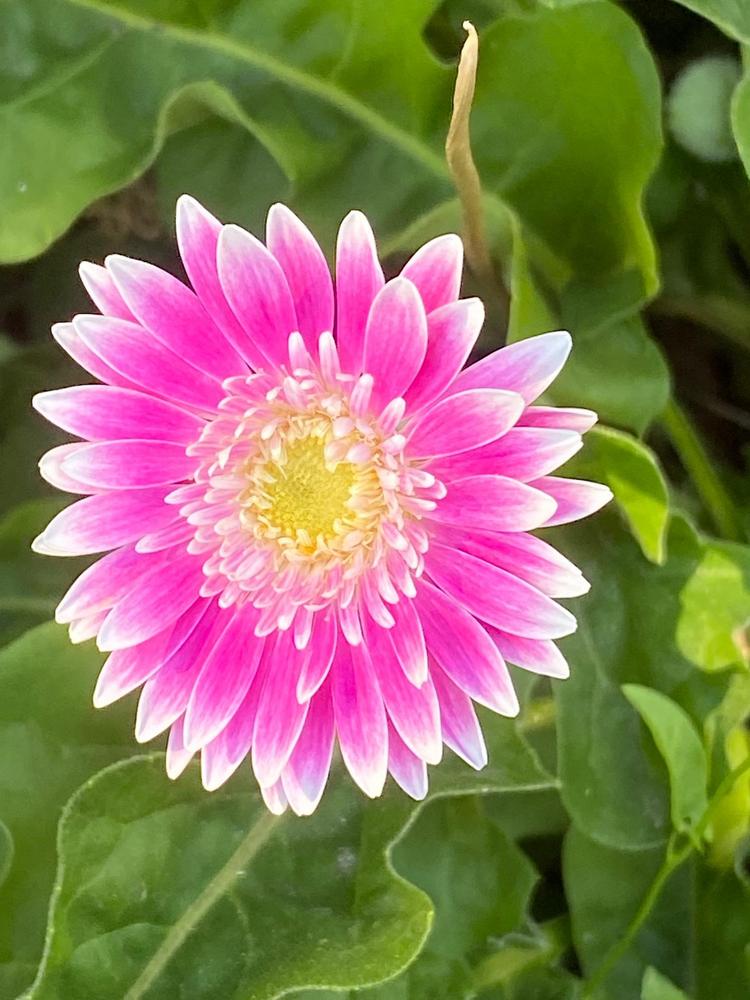 Photo of the bloom of Aster (Callistephus chinensis 'Pompon Hinomaru ...