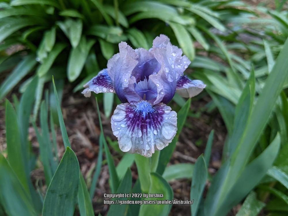 Photo of the bloom of Intermediate Bearded Iris (Iris 'Storm Song') posted by Australis - Garden.org