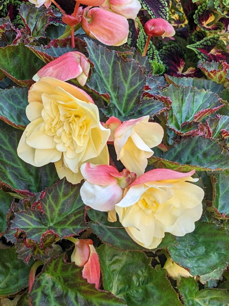 Photo of the bloom of Tuberous Begonia (Begonia Fragrant Falls® Lemon ...