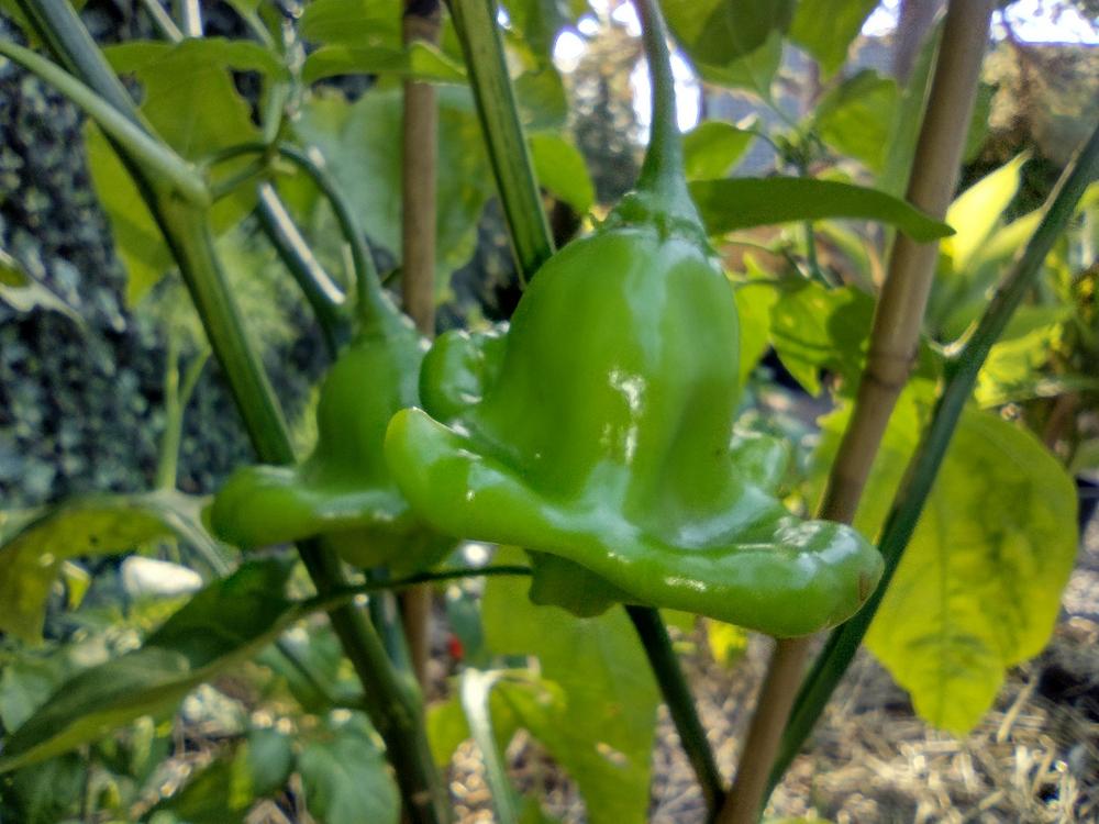 Photo of the fruit of Hot Pepper (Capsicum baccatum 'Bishops Crown ...