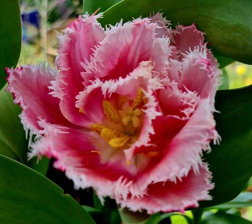 Fringed Tulip (Tulipa 'Queensland') in the Tulips Database - Garden.org