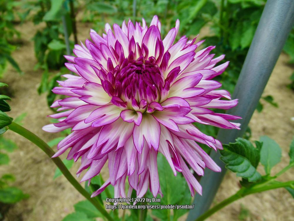 Photo of the bloom of Dahlia 'Belred Desire' posted by psudan - Garden.org