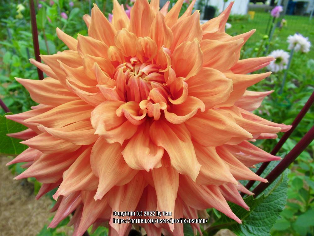 Photo of the bloom of Dahlia 'Ben Huston' posted by psudan - Garden.org