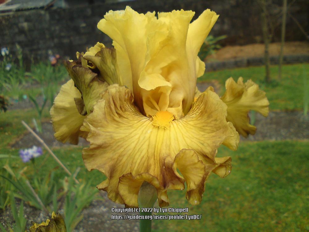 Photo of the bloom of Tall Bearded Iris (Iris 'Shadowfire') posted by ...
