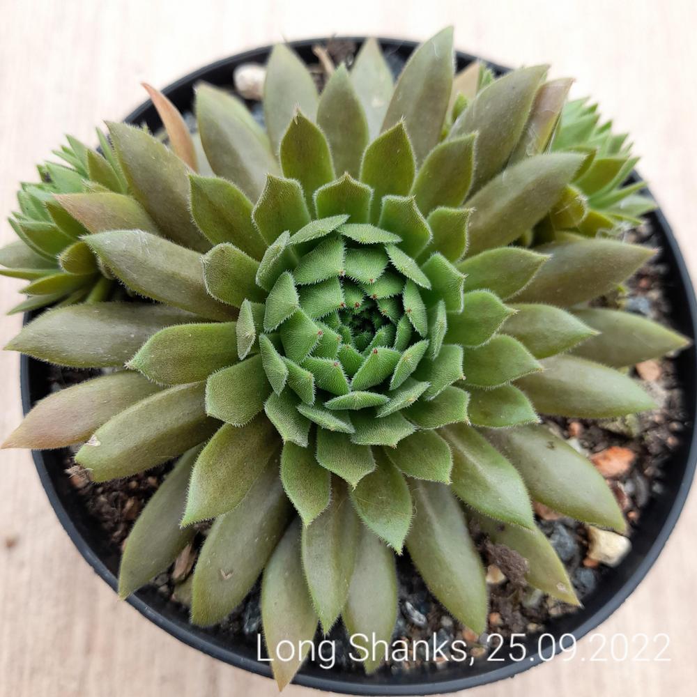 Photo of the entire plant of Hen and Chicks (Sempervivum 'Long Shanks ...