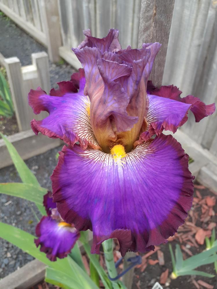 Photo of the bloom of Tall Bearded Iris (Iris 'Thrill Ride') posted by PaulaHocking - Garden.org