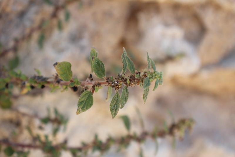 Photo of the bloom of Spreading Pellitory (Parietaria judaica) posted ...