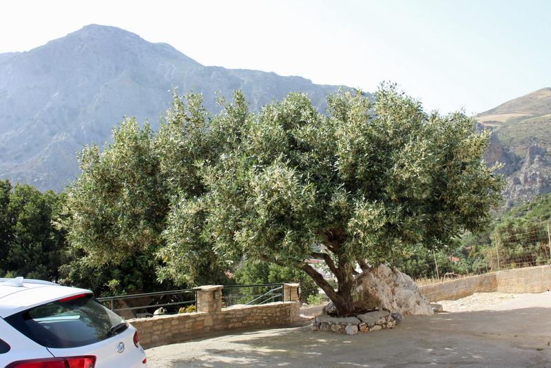 Photo of the entire plant of Olive Tree (Olea europaea) posted by ...