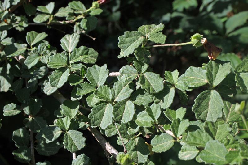 Photo of the leaves of Yellow Mallow (Pavonia praemorsa) posted by ...