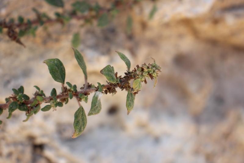 Photo of the bloom of Spreading Pellitory (Parietaria judaica) posted ...