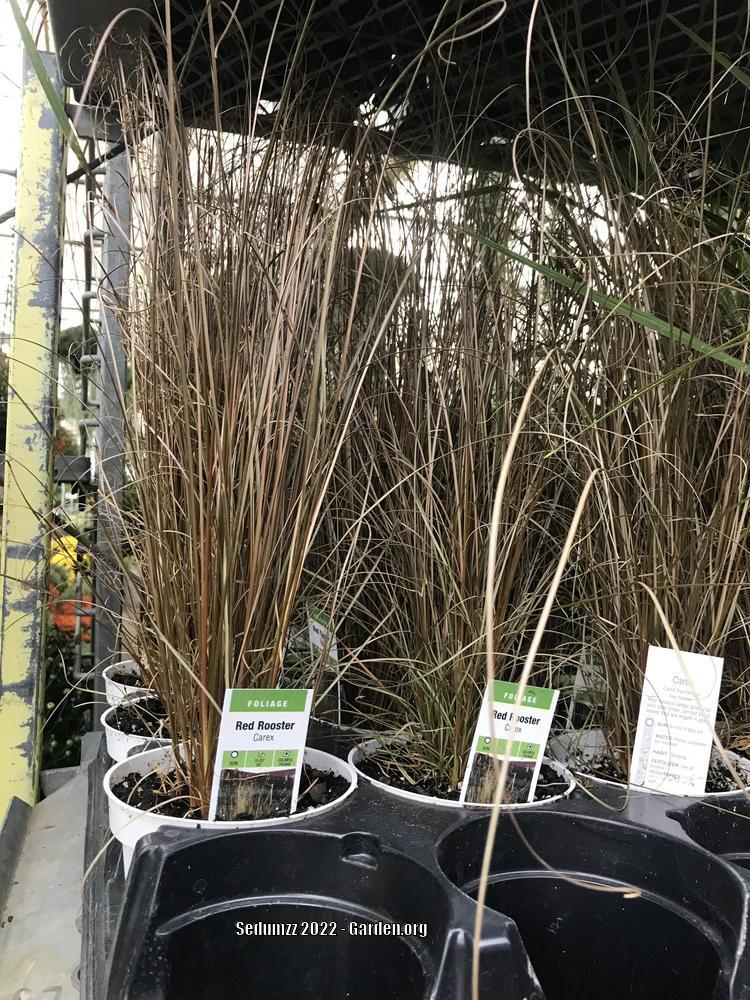 Photo of the entire plant of Leatherleaf Sedge (Carex buchananii 'Red ...