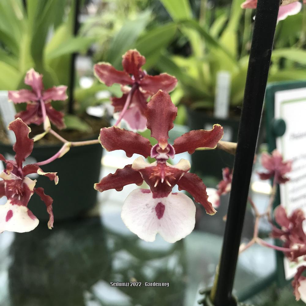 Photo of the bloom of Chocolate Orchid (Oncidium Sharry Baby 'Sweet ...