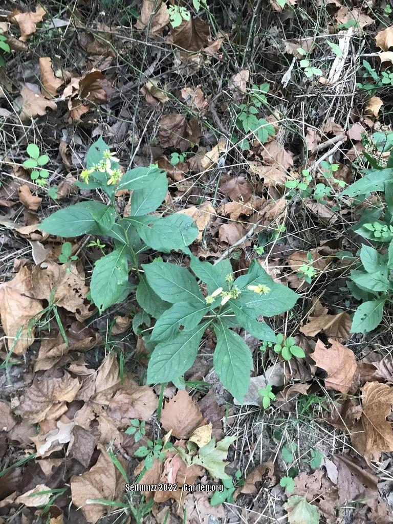 Photo of the entire plant of Wingstem (Verbesina alternifolia) posted ...