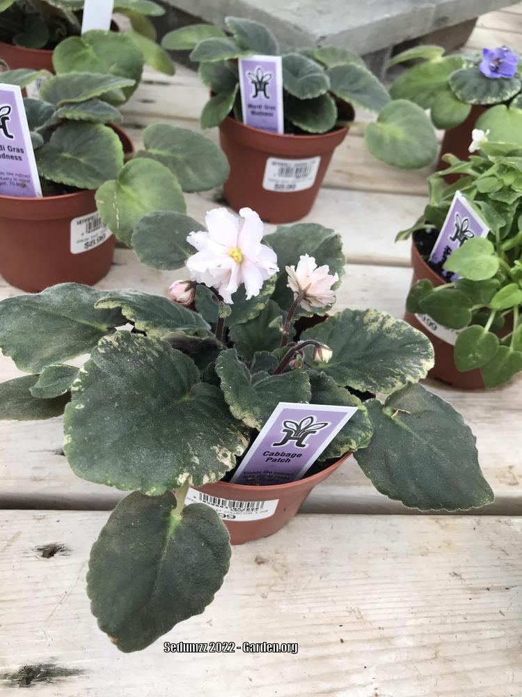 Photo of the entire plant of African Violet (Streptocarpus 'Cabbage ...