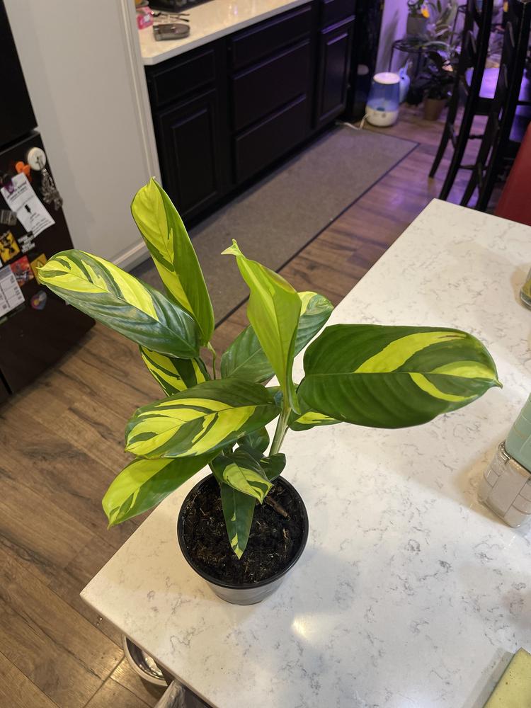 Photo of the entire plant of Ctenanthe compressa posted by vannas07 ...