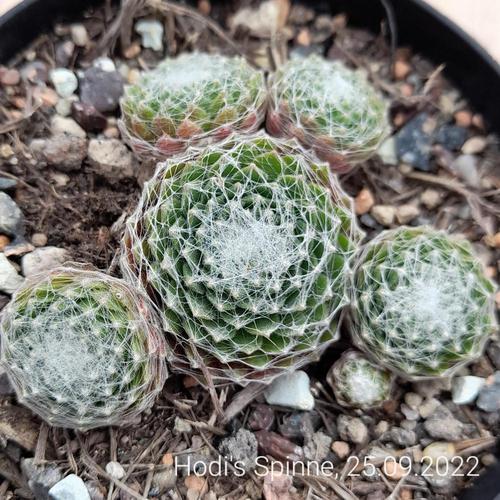Hens and Chicks (Sempervivum 'Hodi's Spinne') in the Sempervivum ...