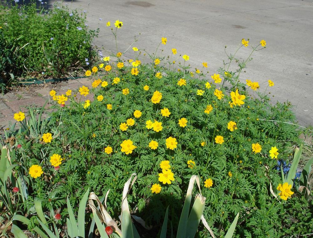 Photo of the entire plant of Cosmos posted by lovemyhouse - Garden.org