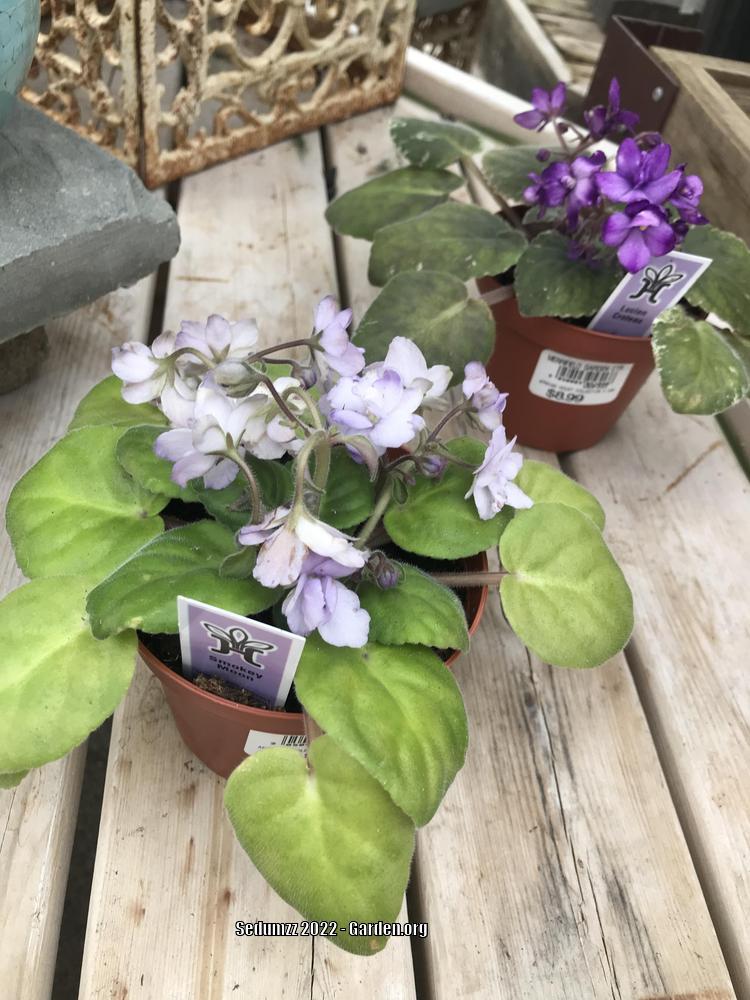 Photo of the entire plant of African Violet (Streptocarpus 'Smokey Moon ...