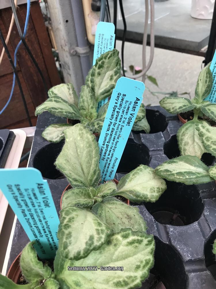 Photo of the entire plant of Chirita (Primulina 'Patina') posted by ...