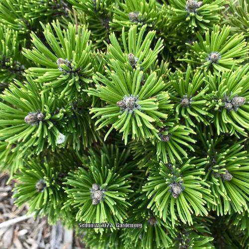 Mugo Pine (Pinus mugo 'Slowmound') - Garden.org