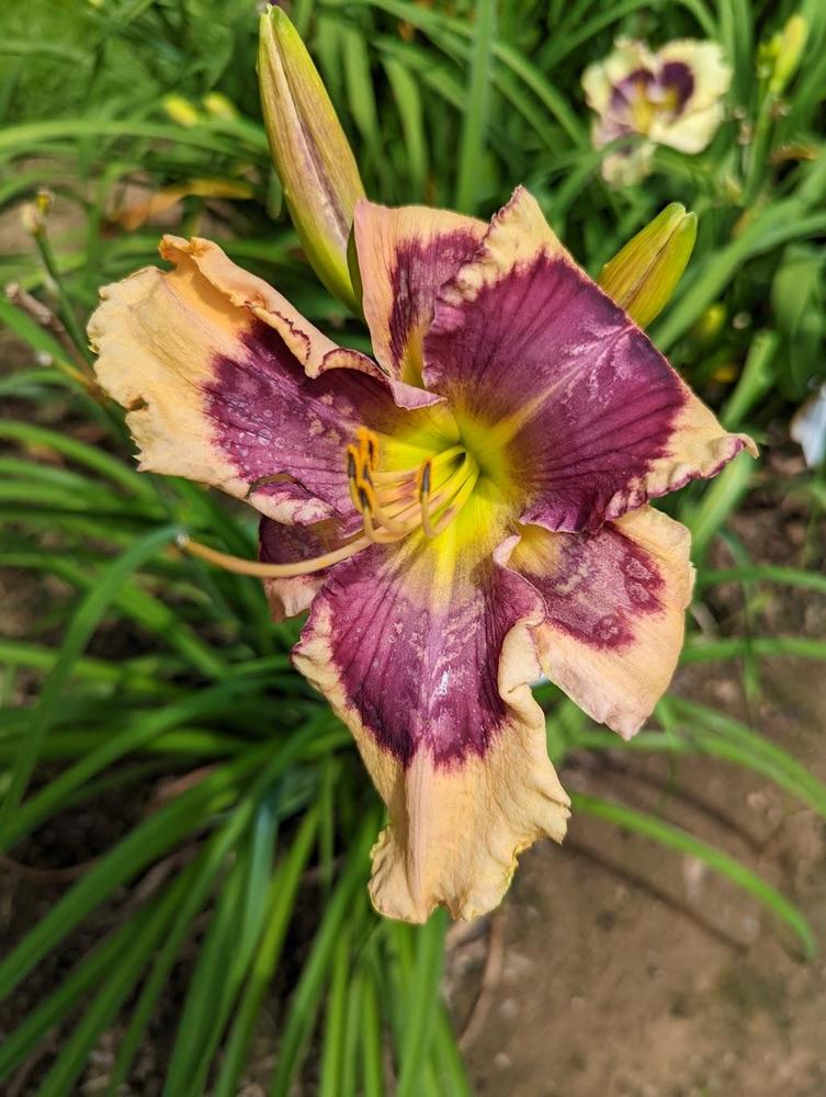 Photo of the bloom of Daylily (Hemerocallis 'Bowtie Affair') posted by Hembrain - Garden.org