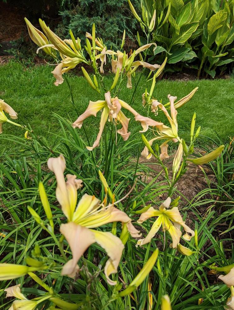 Photo of the entire plant of Daylily (Hemerocallis 'Heavenly Pink ...