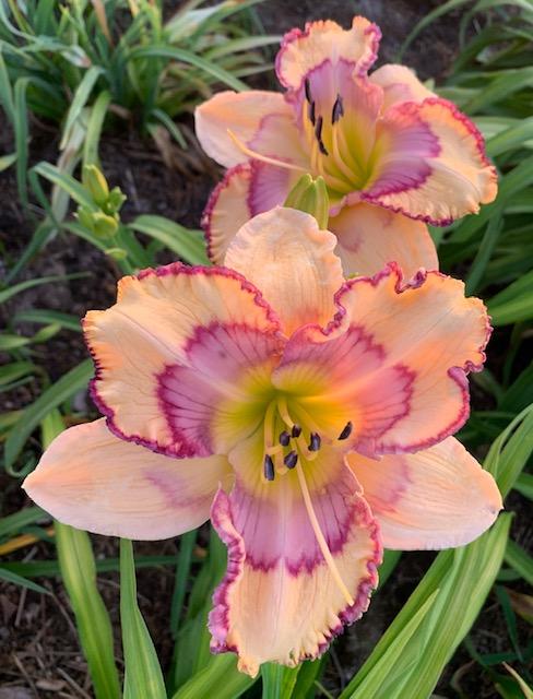Photo of the bloom of Daylily (Hemerocallis 'Sunset Riviera') posted by ...