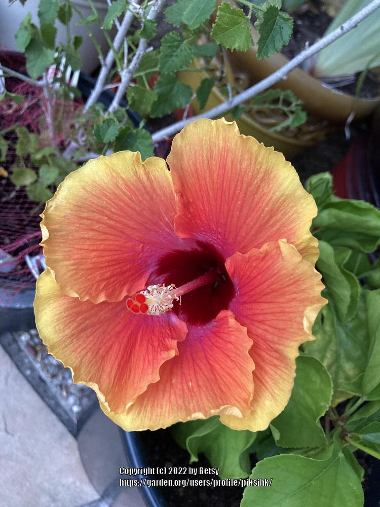 Photo of the bloom of Tropical Hibiscus (Hibiscus rosa-sinensis 'Fiesta ...