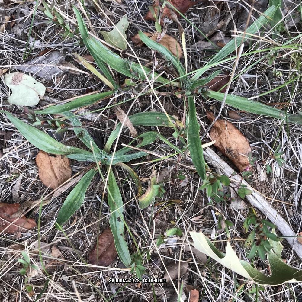 Photo of the entire plant of English Plantain (Plantago lanceolata ...