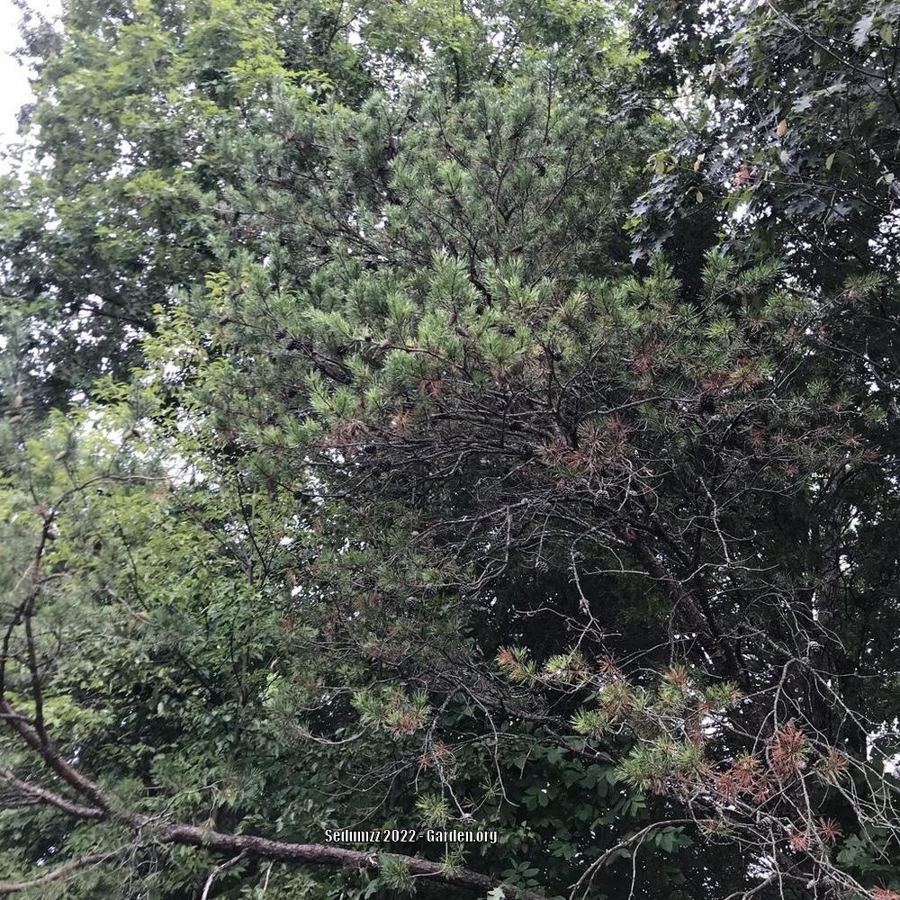 Photo of the entire plant of Scrub Pine (Pinus virginiana) posted by ...