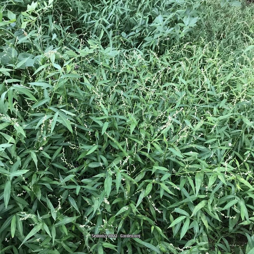 Photo of the entire plant of Dotted Smartweed (Persicaria punctata ...