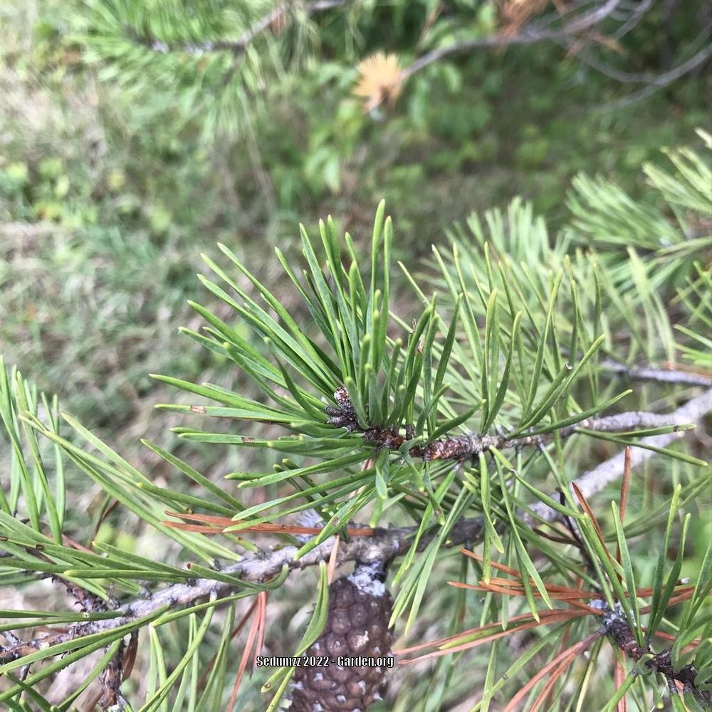 Photo of the leaves of Scrub Pine (Pinus virginiana) posted by sedumzz ...
