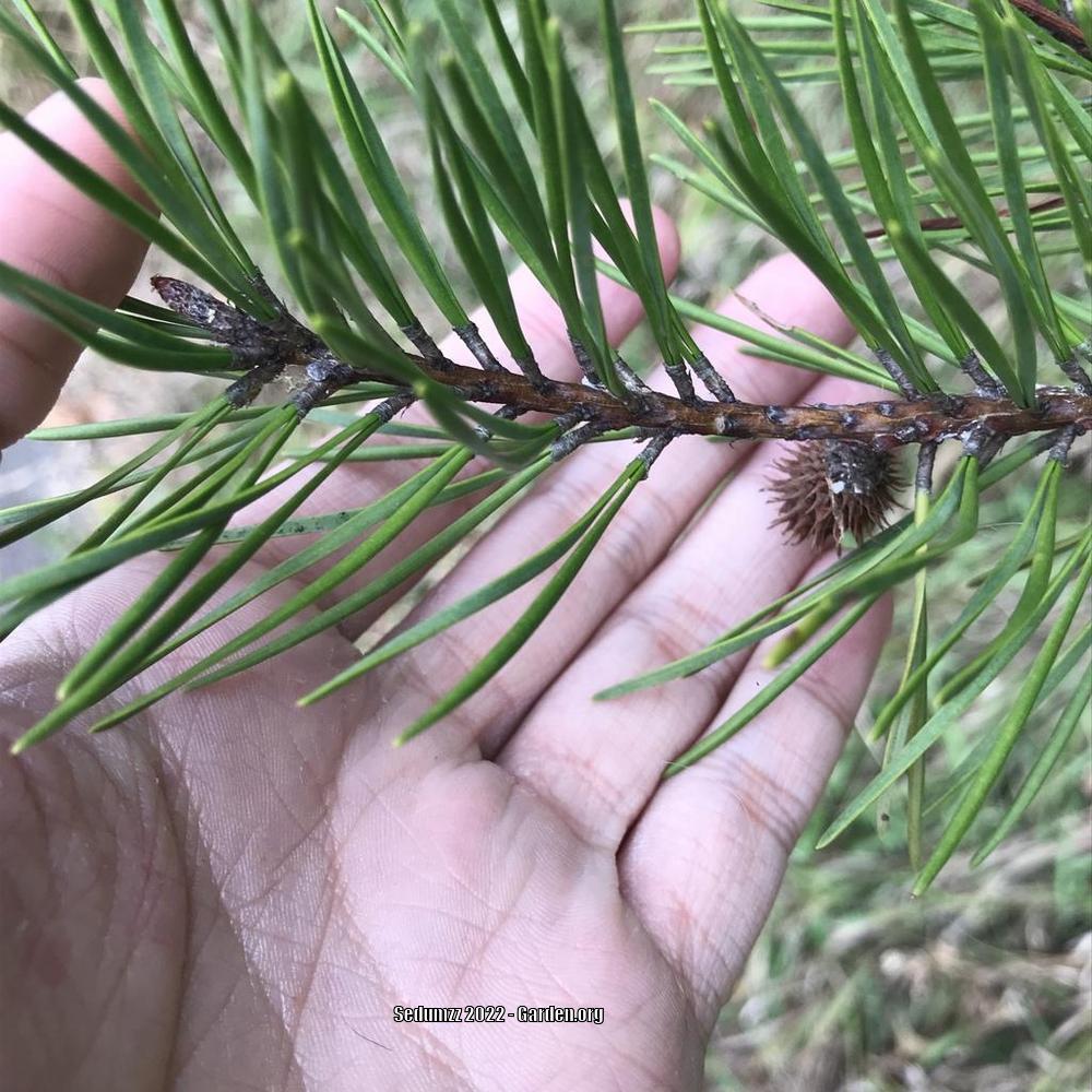 Photo of the leaves of Scrub Pine (Pinus virginiana) posted by sedumzz ...