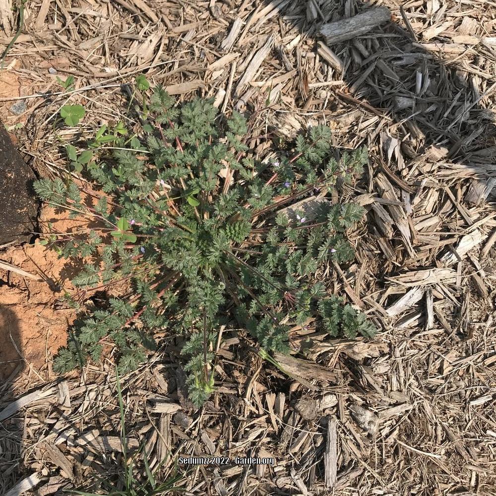 Photo of the entire plant of Red-Stemmed Filaree (Erodium cicutarium ...