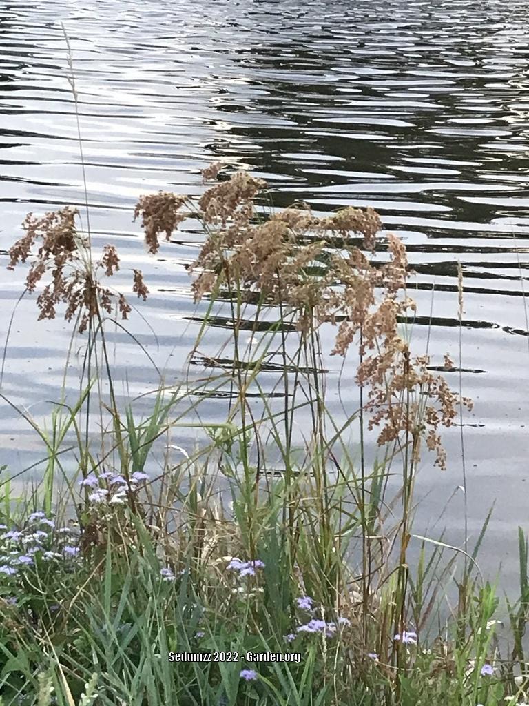 Woolgrass (Scirpus cyperinus) - Garden.org