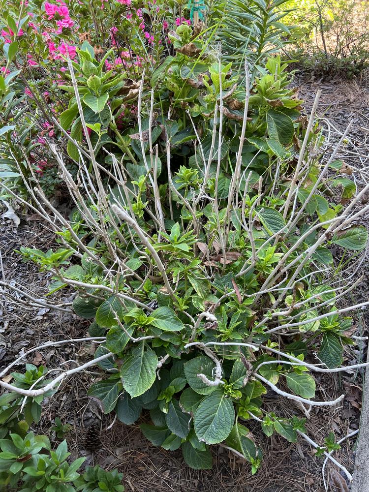 Ugly but I don't know how to fix in the Hydrangeas forum - Garden.org