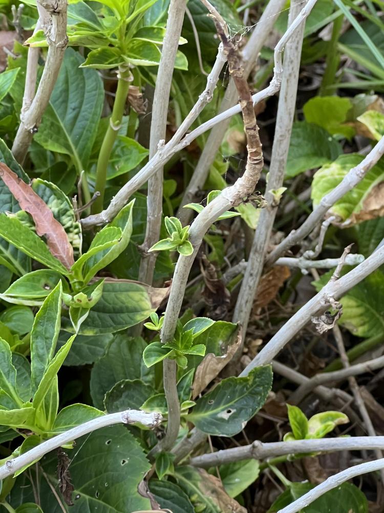 Ugly but I don't know how to fix in the Hydrangeas forum - Garden.org