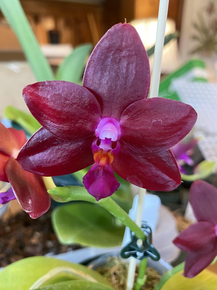 Photo of the bloom of Orchid (Phalaenopsis Mituo R-King 'Mituo') posted ...
