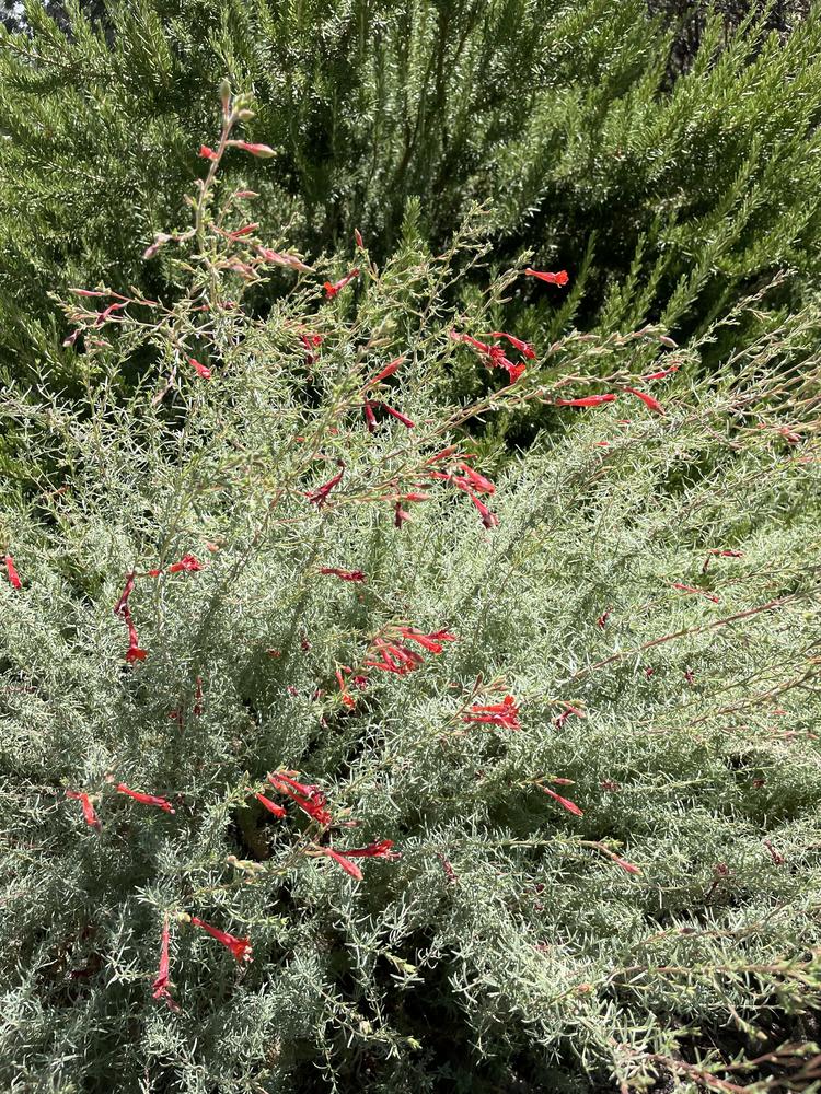 Photo of the entire plant of California Fuchsia (Epilobium canum subsp ...