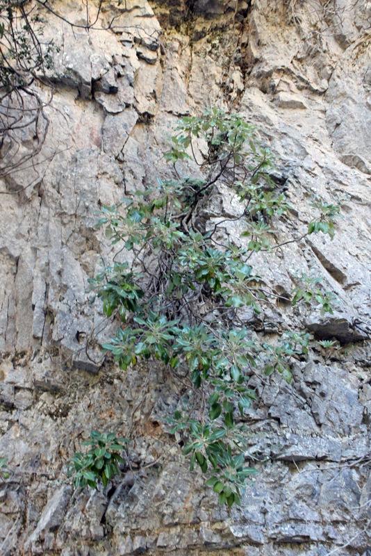 Photo of the entire plant of Italian Buckthorn (Rhamnus alaternus ...