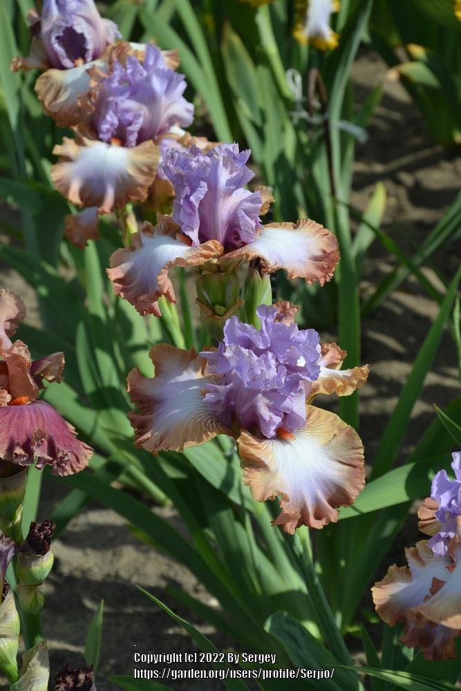 Photo of the bloom of Tall Bearded Iris (Iris 'Kiss the Princess') posted by Serjio - Garden.org