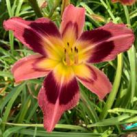 Photo of the bloom of Daylily (Hemerocallis 'Speedo') posted by ...