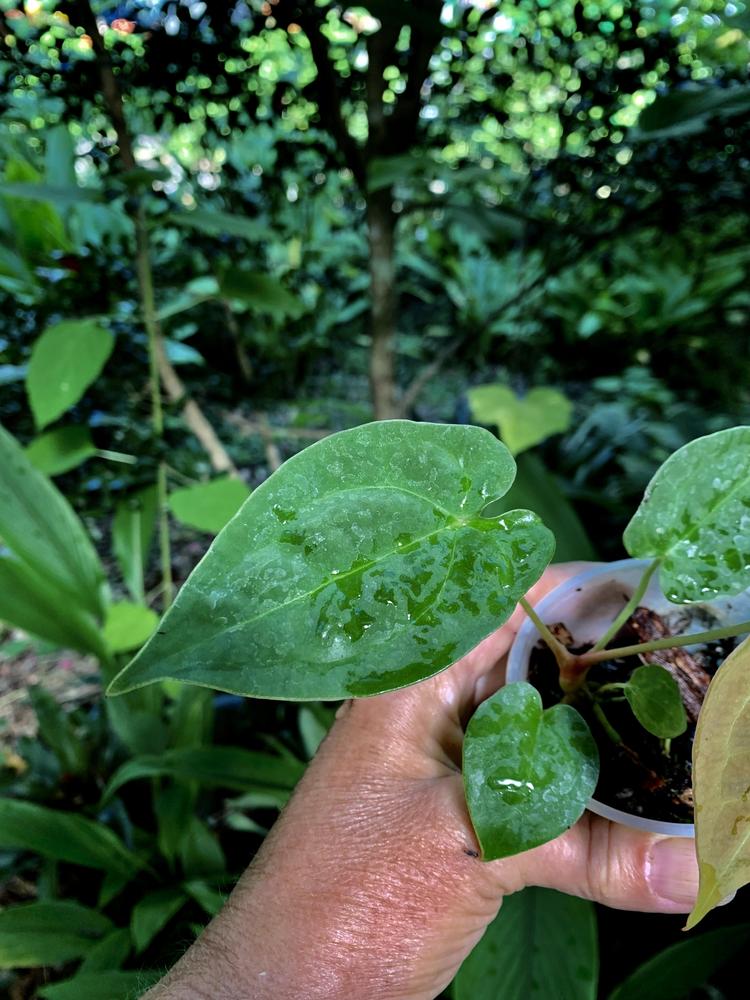 'Endless Forms Most Beautiful' The aroid photo gallery in the ...