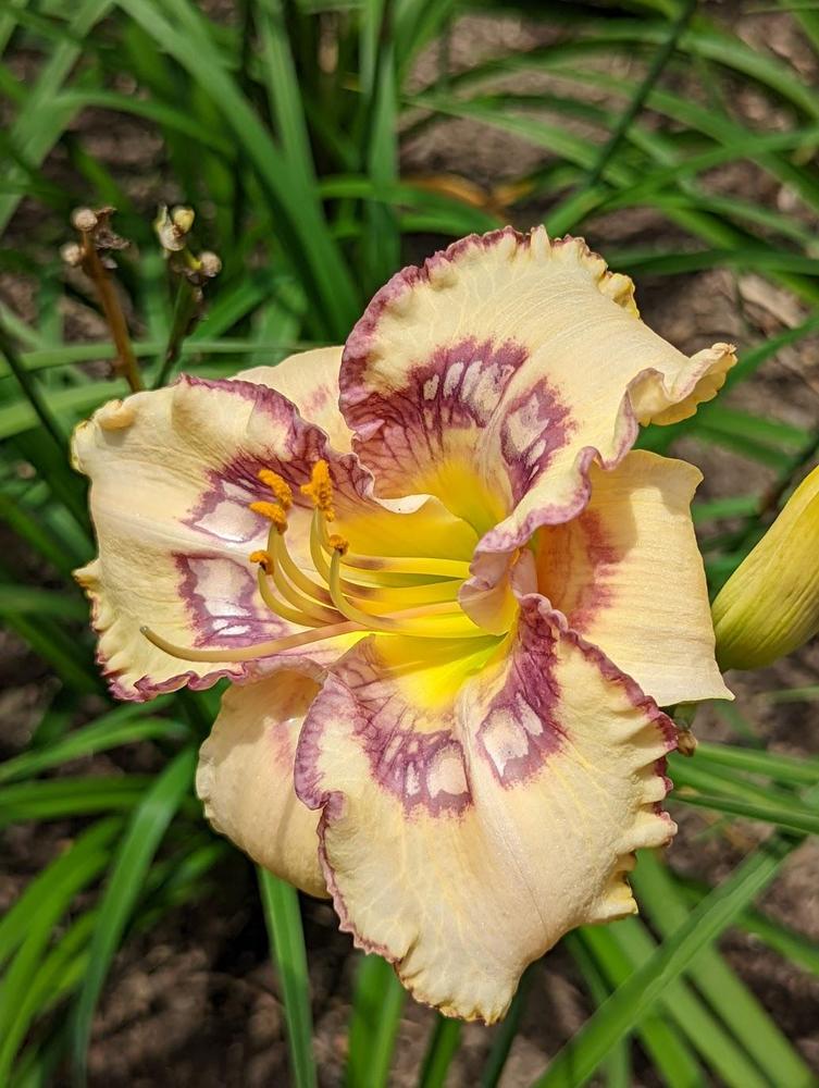 Photo of the bloom of Daylily (Hemerocallis 'Papa Pattern') posted by ...