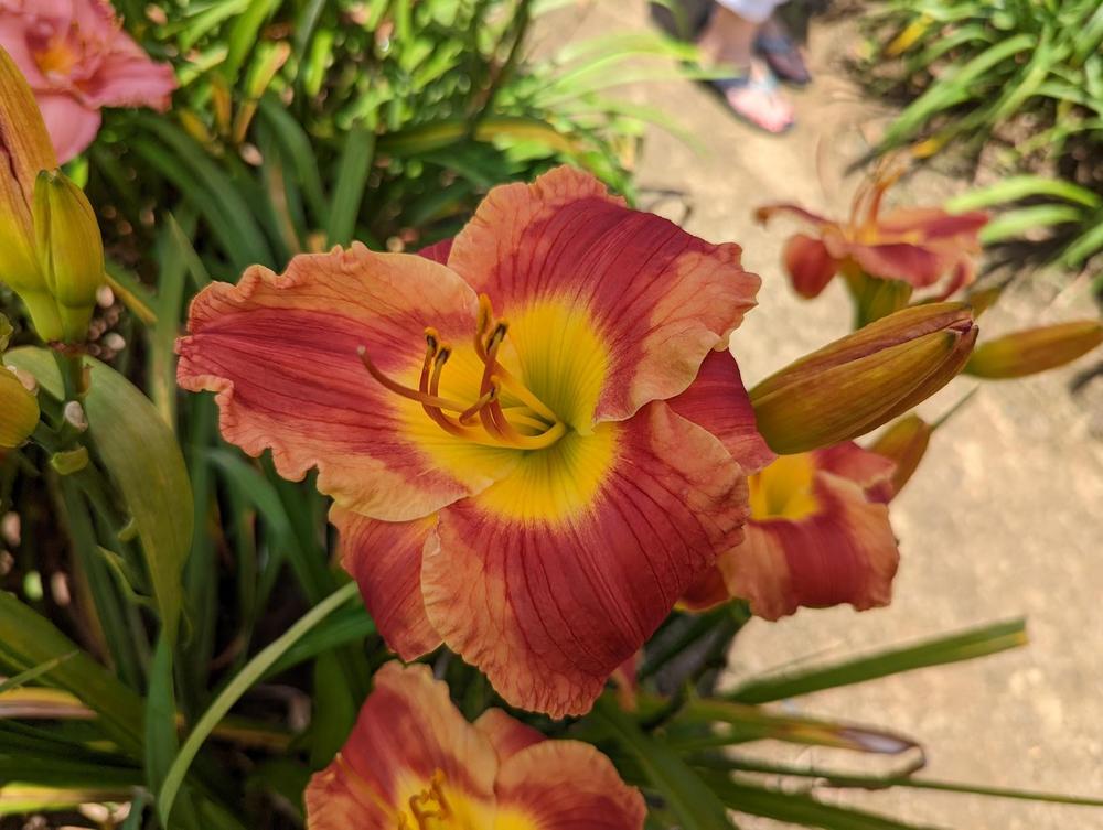 Photo of the bloom of Daylily (Hemerocallis 'Beaucatcher Mountain ...