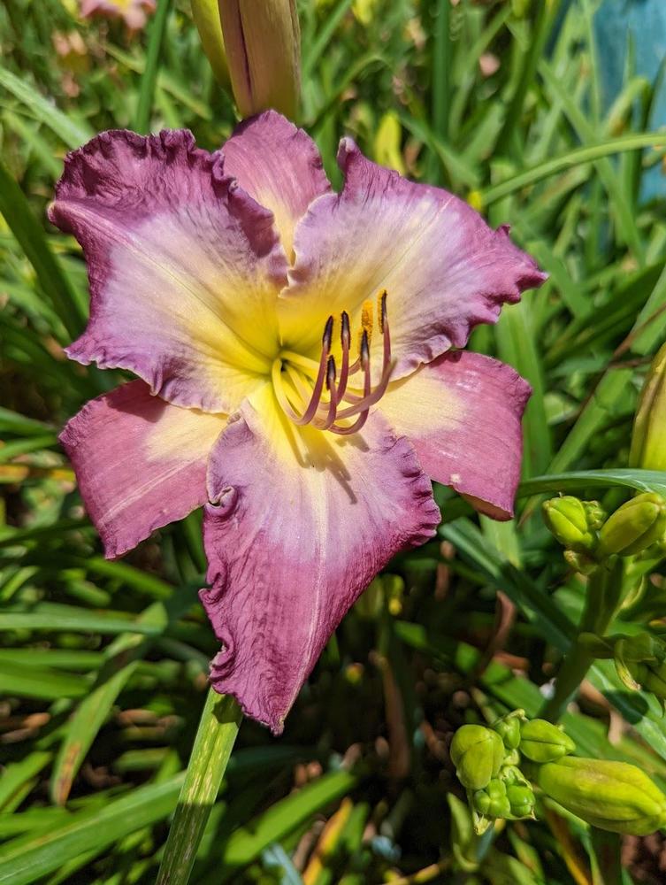 Photo of the bloom of Daylily (Hemerocallis 'Blue Mule') posted by ...