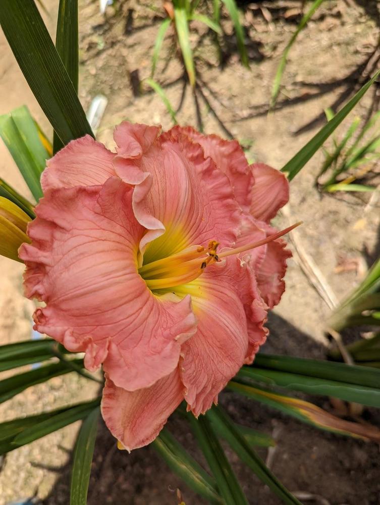Photo of the bloom of Daylily (Hemerocallis 'Magnificent Pink Frisbee ...