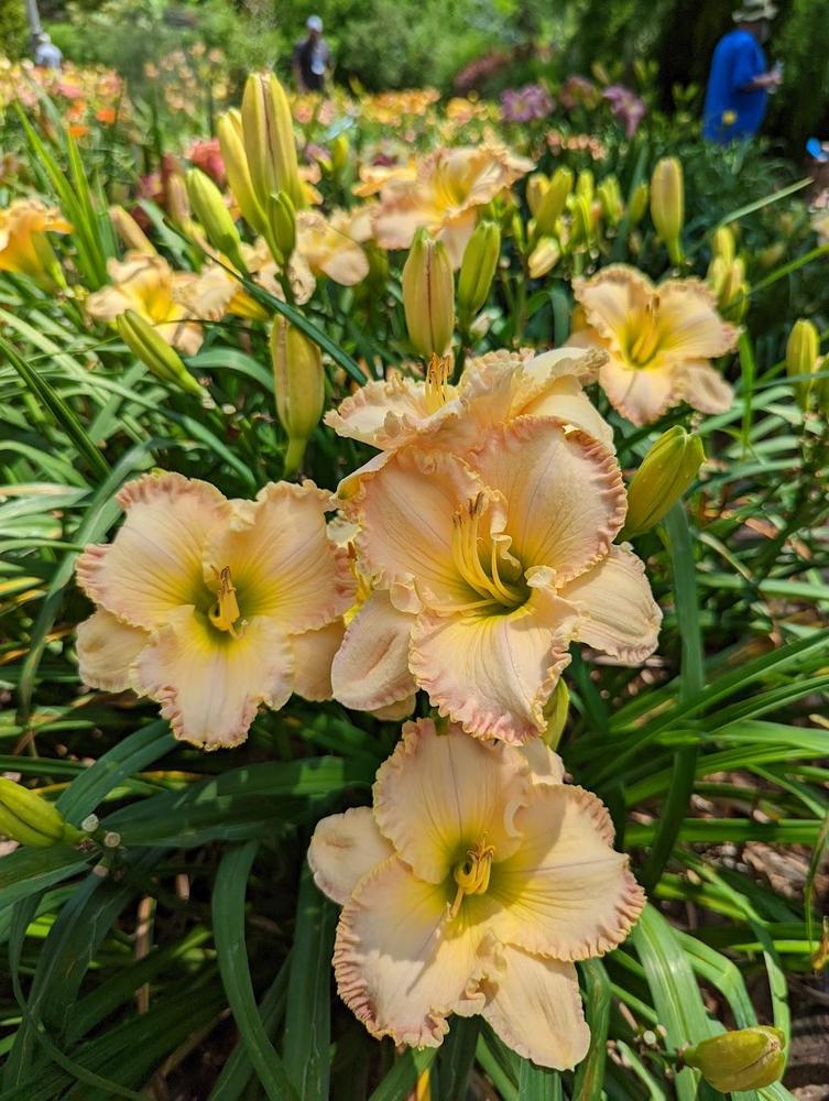 Photo of the entire plant of Daylily (Hemerocallis 'Measure of ...